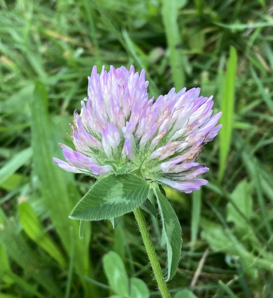Red Clover from Cummings School of Veterinary Medicine at Tufts ...