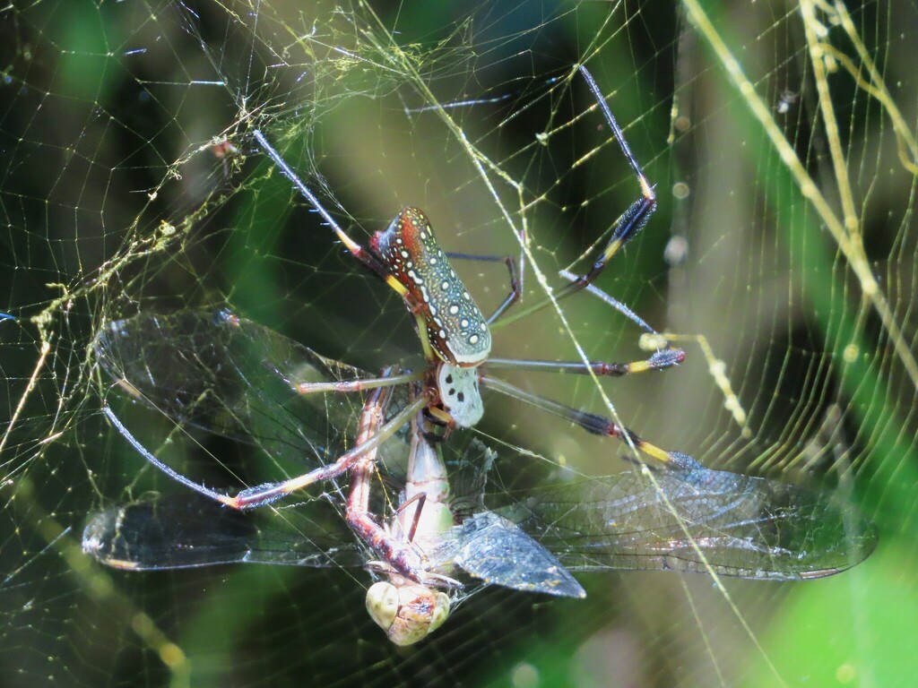 Golden Silk Spider from Felipe Carrillo Puerto, Quintana Roo, Mexico on ...
