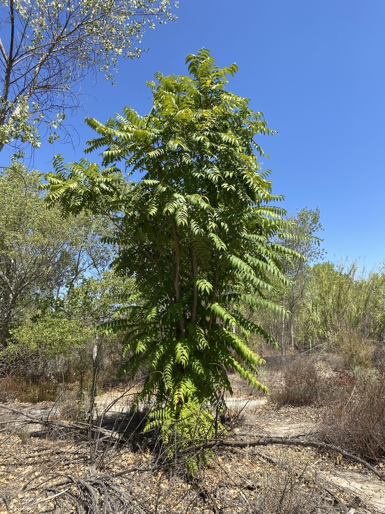 tree-of-heaven from Santa Ana River Wildlife Management Area, Jurupa ...