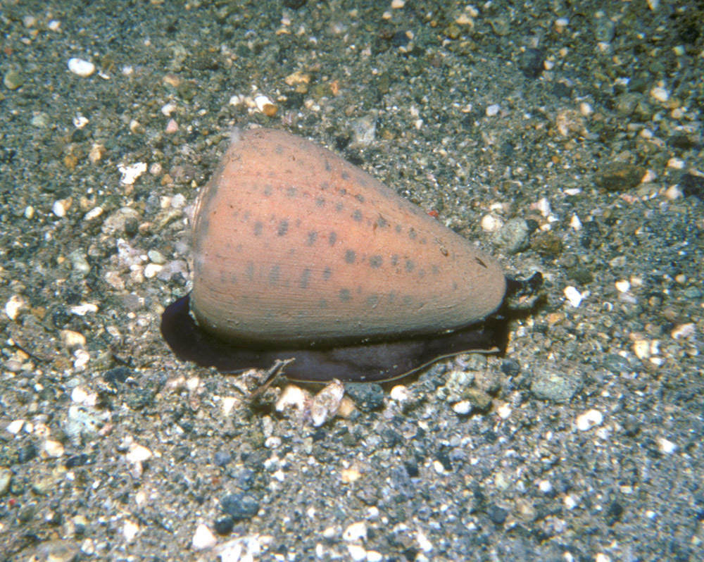 Beech Cone from Kakambona, Guadalcanal, Solomon Islands on April 05 ...