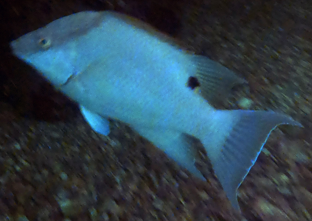 Hogfish on September 17, 2022 at 07:41 PM by Jamie Holloway · iNaturalist