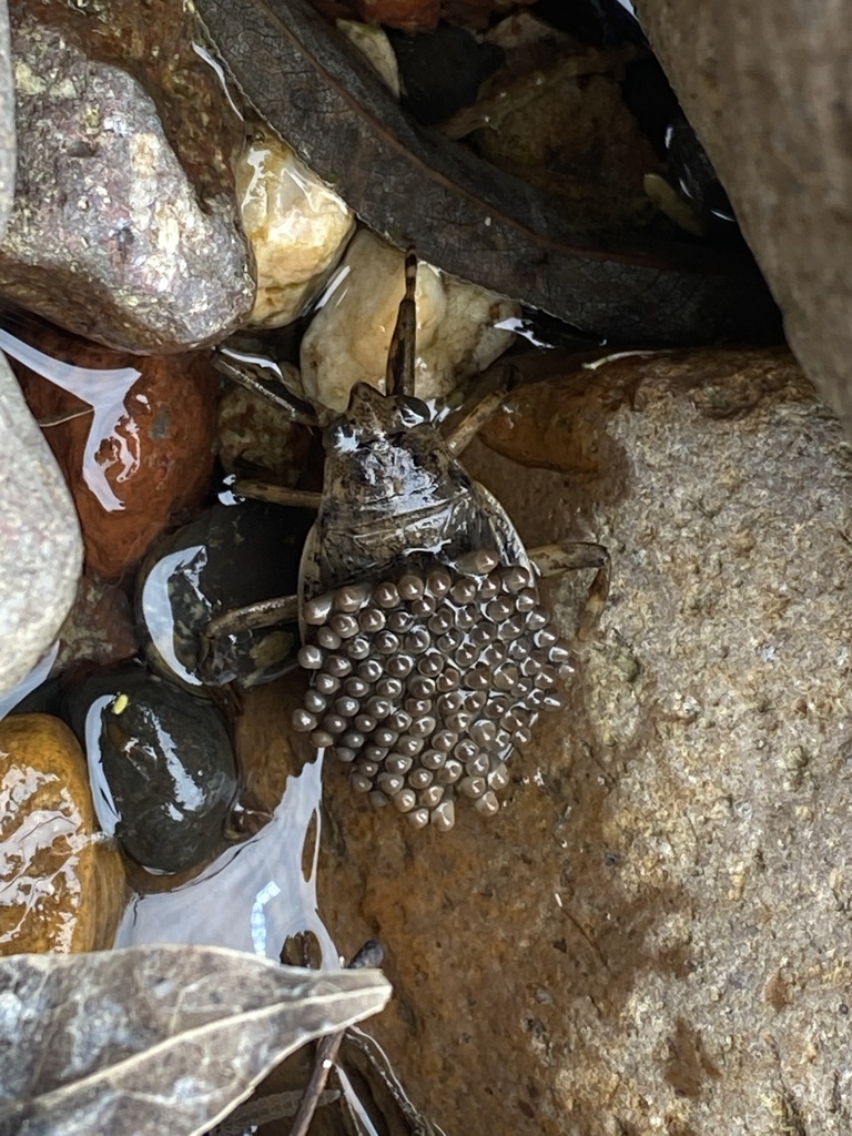 Abedus from San Miguel de Allende, Guanajuato, MX on September 18, 2022 ...