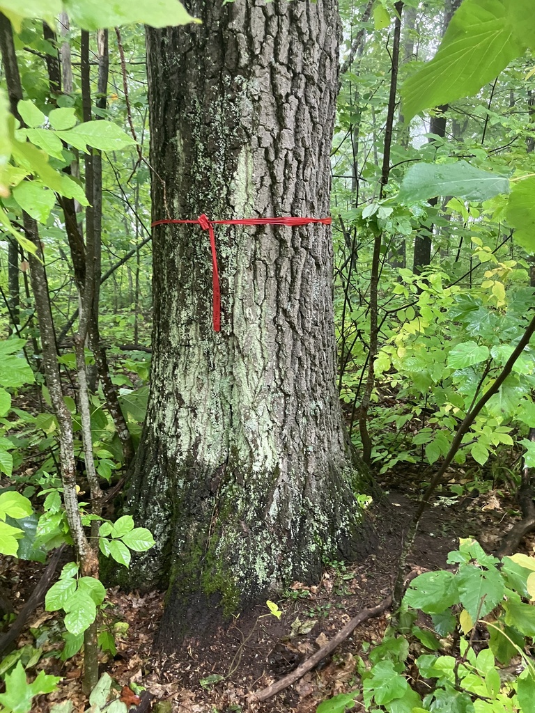 northern red oak from Sandpiper Dr, Houghton, MI, US on September 16 ...