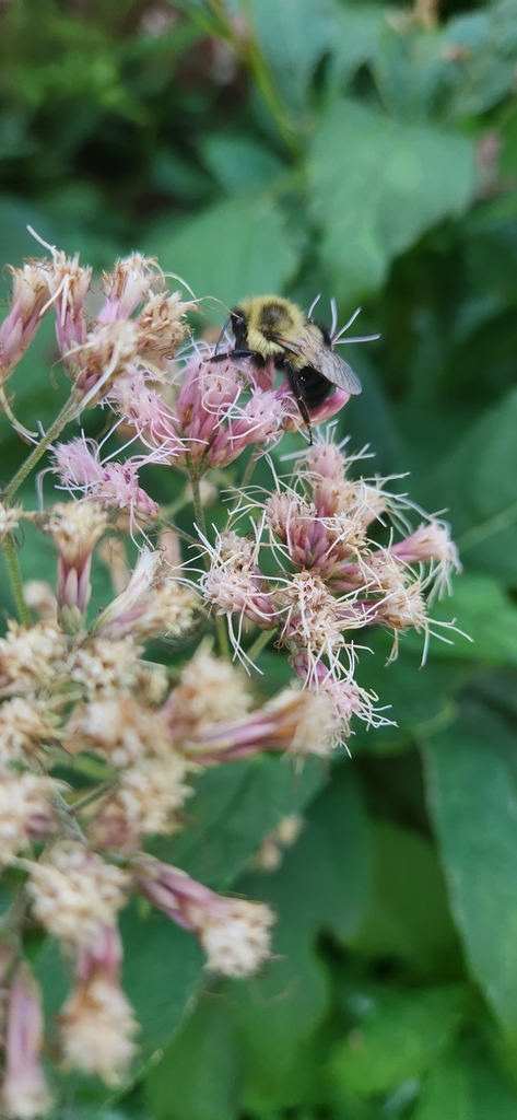 Common Eastern Bumble Bee from Maple Grove, MN 55311, USA on September ...