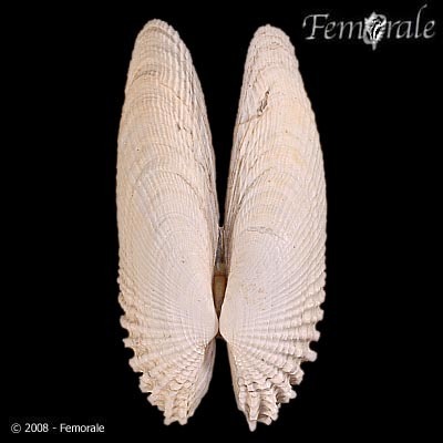 False Angel's Wing (Petricola pholadiformis) · iNaturalist