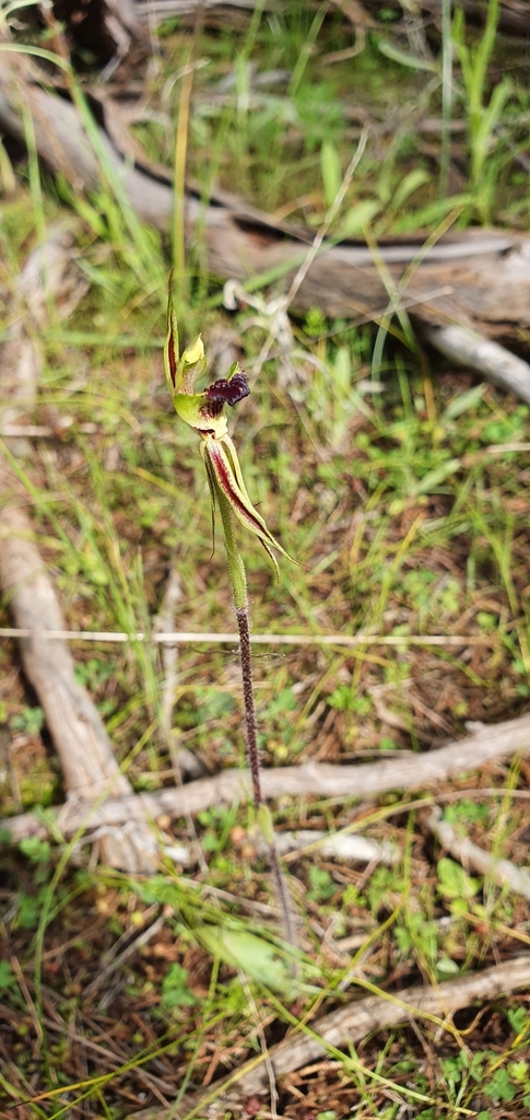 Caladenia concinna from Urana, AU-NS, AU on September 12, 2022 at 11:03 ...