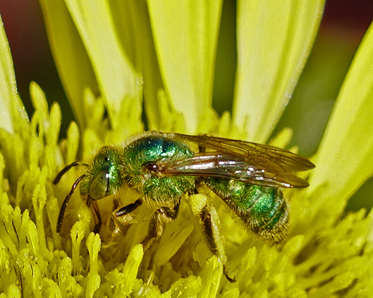 Agapostemon from Fullerton Arboretum, CA, USA on June 09, 2022 at 06:57 ...