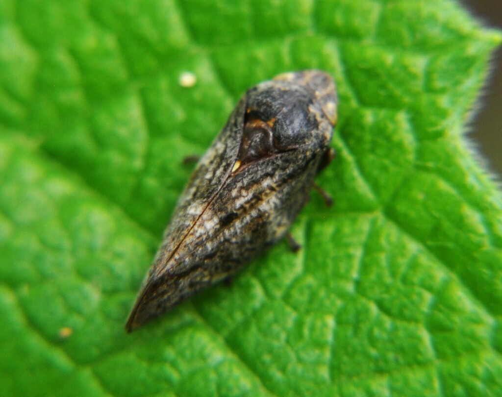 Cephisus from Fraccionamiento Vista Real, 76905 Corregidora, Qro ...