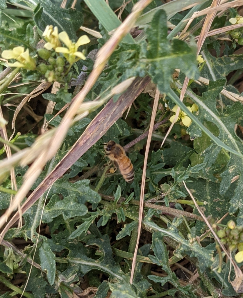 Western Honey Bee from Calgary, AB T2L 0N3, Canada on September 18 ...