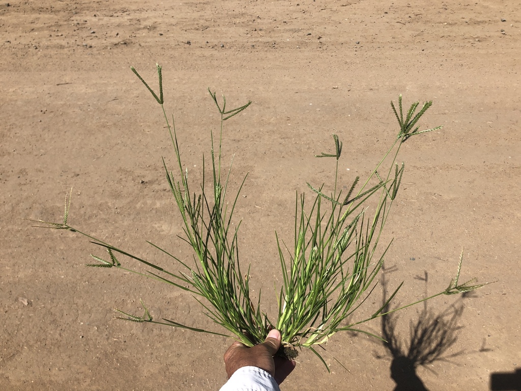 african finger millet from Marine Corps Base Camp Pendleton, Fallbrook ...