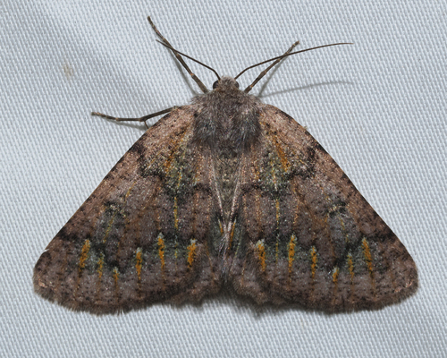 Nemeris speciosa · iNaturalist