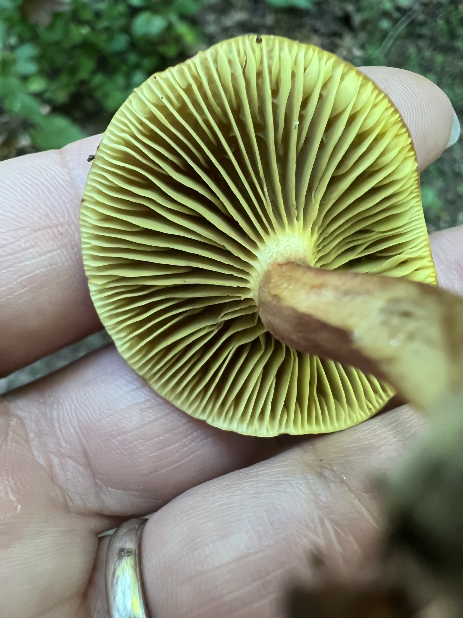 Phylloporus leucomycelinus Singer