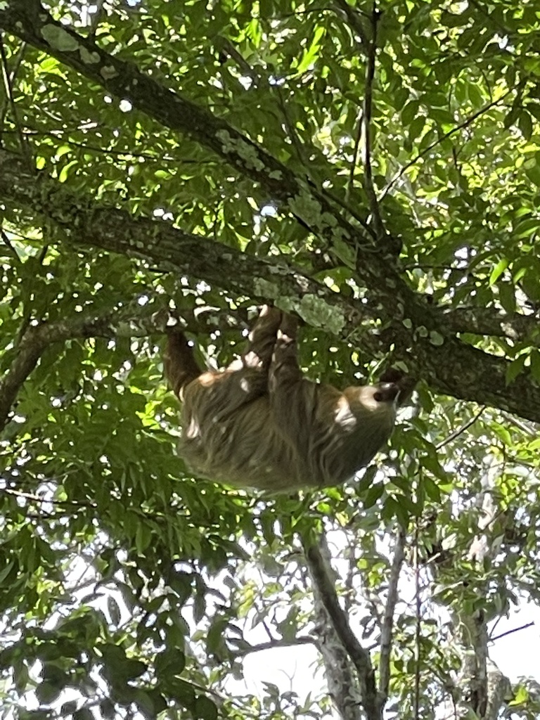 Hoffmann's Two-toed Sloth in August 2022 by mirkadario · iNaturalist