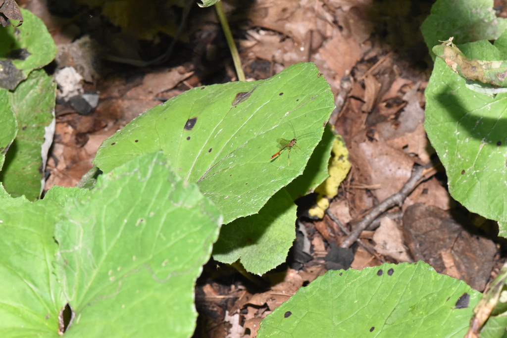 Agrypon from Waterloo Regional Municipality, ON, Canada on August 31 ...