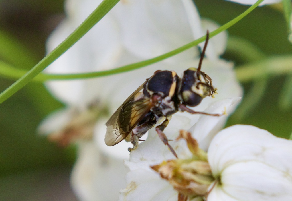 Triepeolus mexicanus from Saguaro National Park East, Arizona, USA on ...