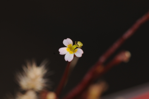 Stylidium irriguum · iNaturalist