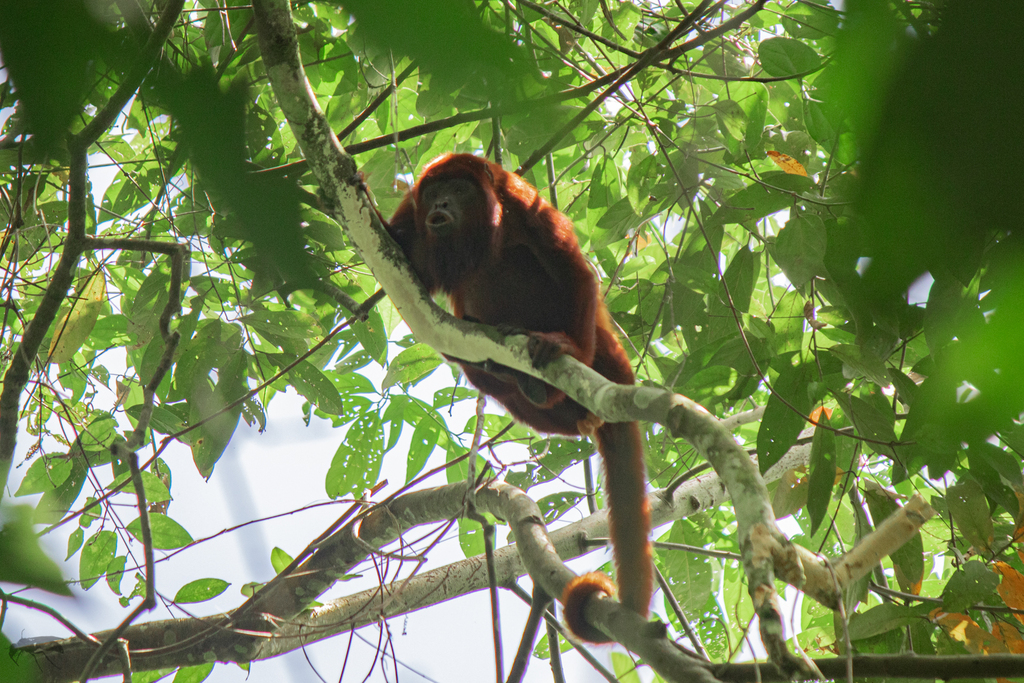 Colombian Red Howler Monkey from Carepa, Antioquia, Colombia on ...