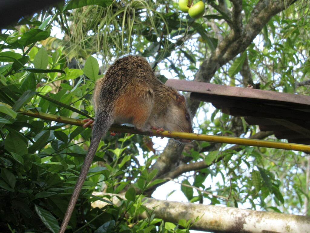 Amazon Bamboo Rat (Mammals SW Colombia) · iNaturalist