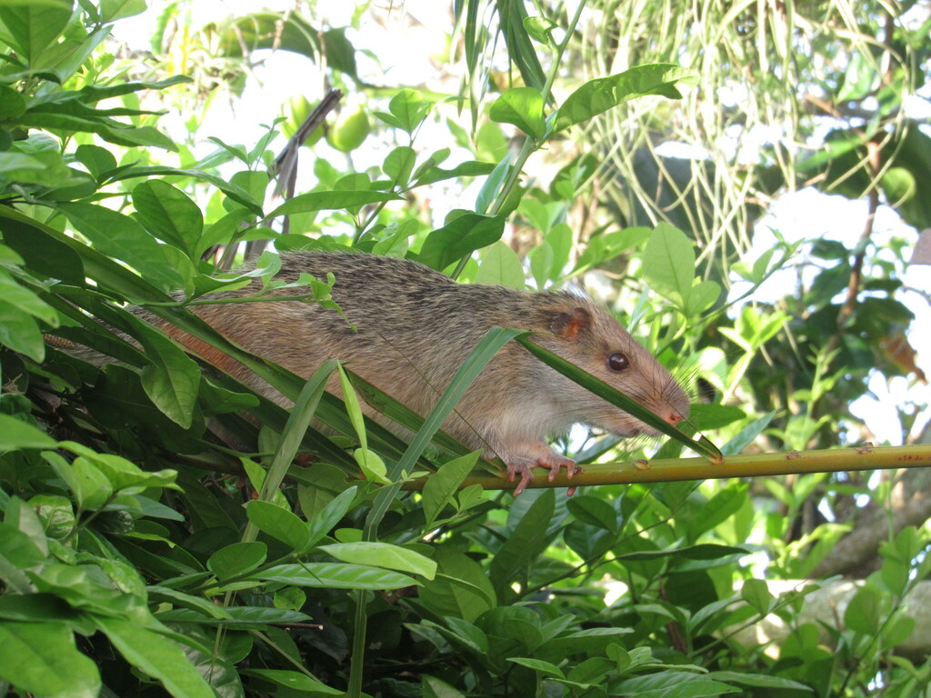 Amazon Bamboo Rat from Guamal-Cubarral, Guamal, Meta, Colombia on ...
