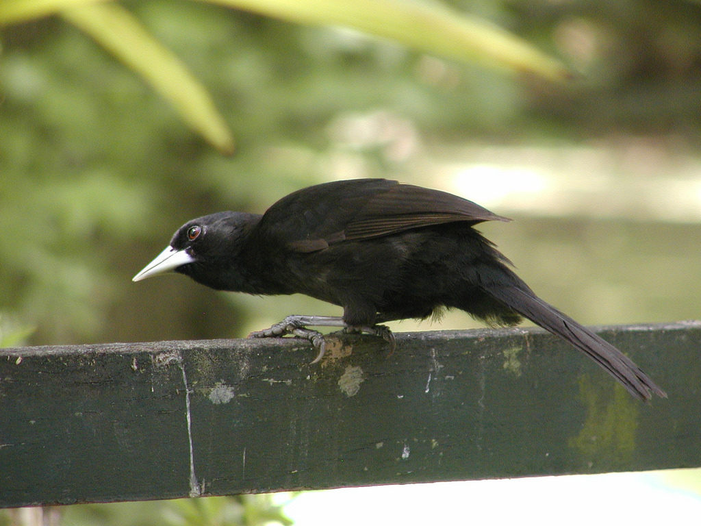 Solitary Black Cacique (Birds of Tambopata) · iNaturalist