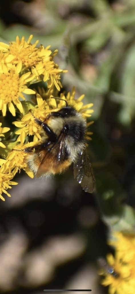 Bumble Bees from Mount Rainier National Park, Ashford, WA, US on ...