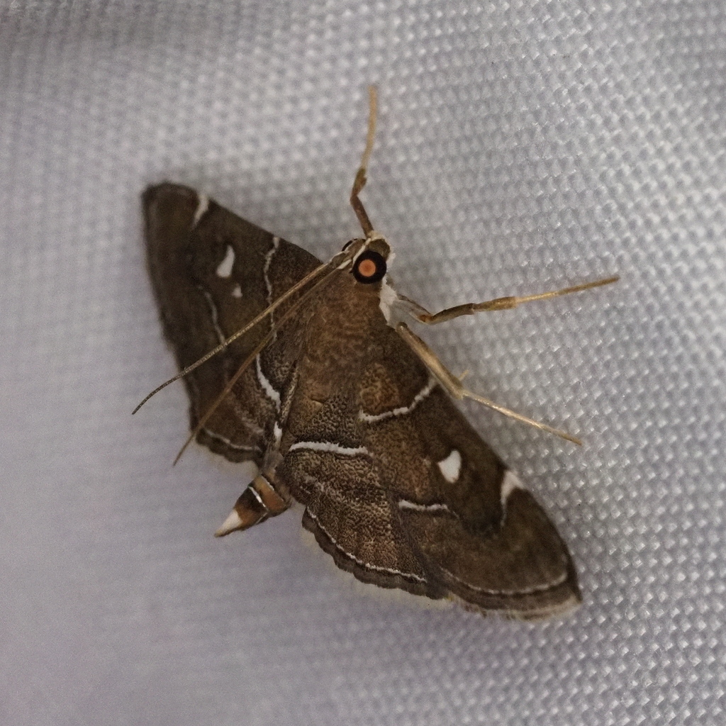 Victorian Lamplighter Moth from Fannin County, TX, USA on September 16 ...
