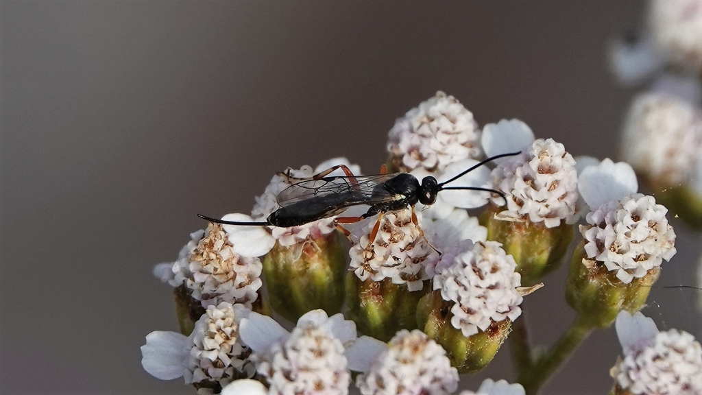 Ichneumonid Wasps from Nanaimo, BC, Canada on September 16, 2022 at 04: ...