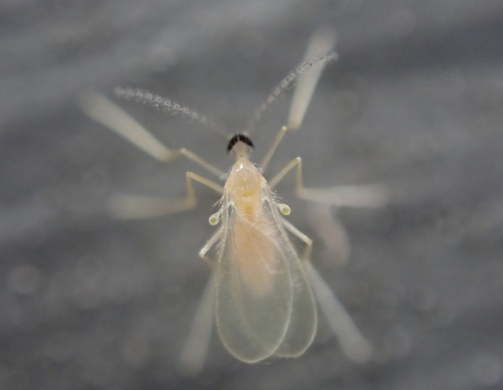 Gall and Forest Midges from South Cleveland, TN, USA on September 18 ...