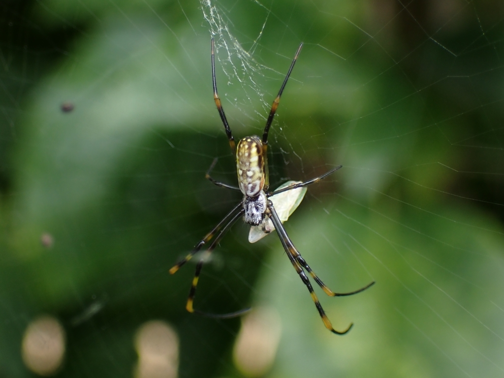 Tiger Spider from B.P. 12, Lowanatom, Vanuatu on September 17, 2022 at ...
