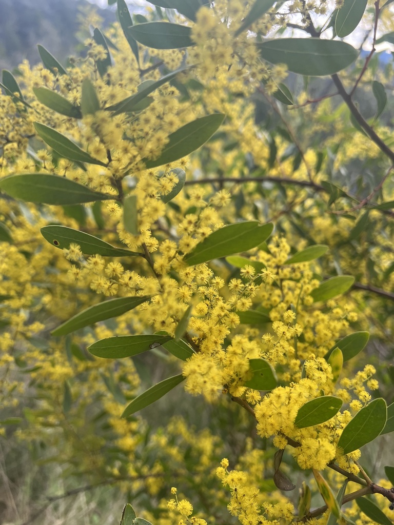 Red Stem Wattle from Snowy River National Park, Deddick Valley, VIC, AU ...
