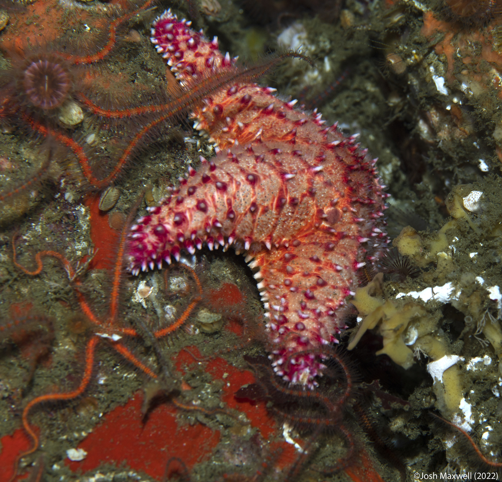 Northeastern Pacific Sea Star from Montana on September 17, 2022 at 10: ...