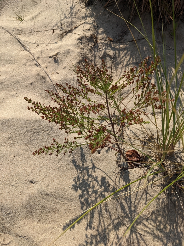 narrowleaf pinweed from Rockaway Point, NY 11697, USA on September 17 ...