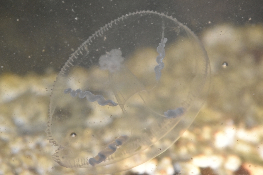 Eutonina indicans (Romanes, 1876)