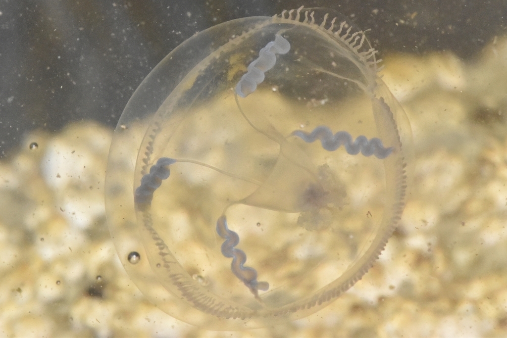 Eutonina indicans (Romanes, 1876)