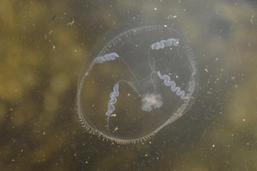 Eutonina indicans (Romanes, 1876)