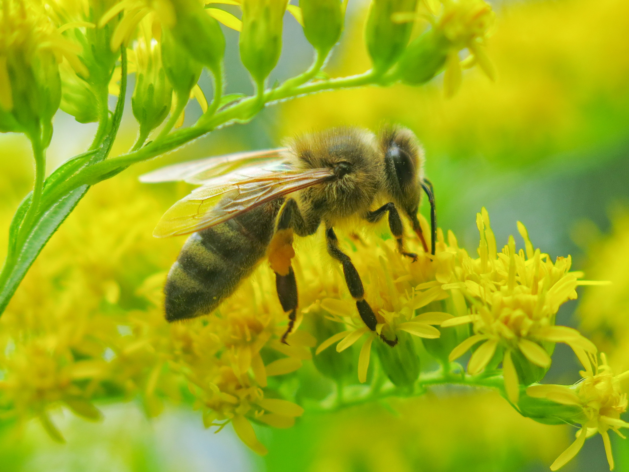 Apis mellifera carnica Pollmann, 1879