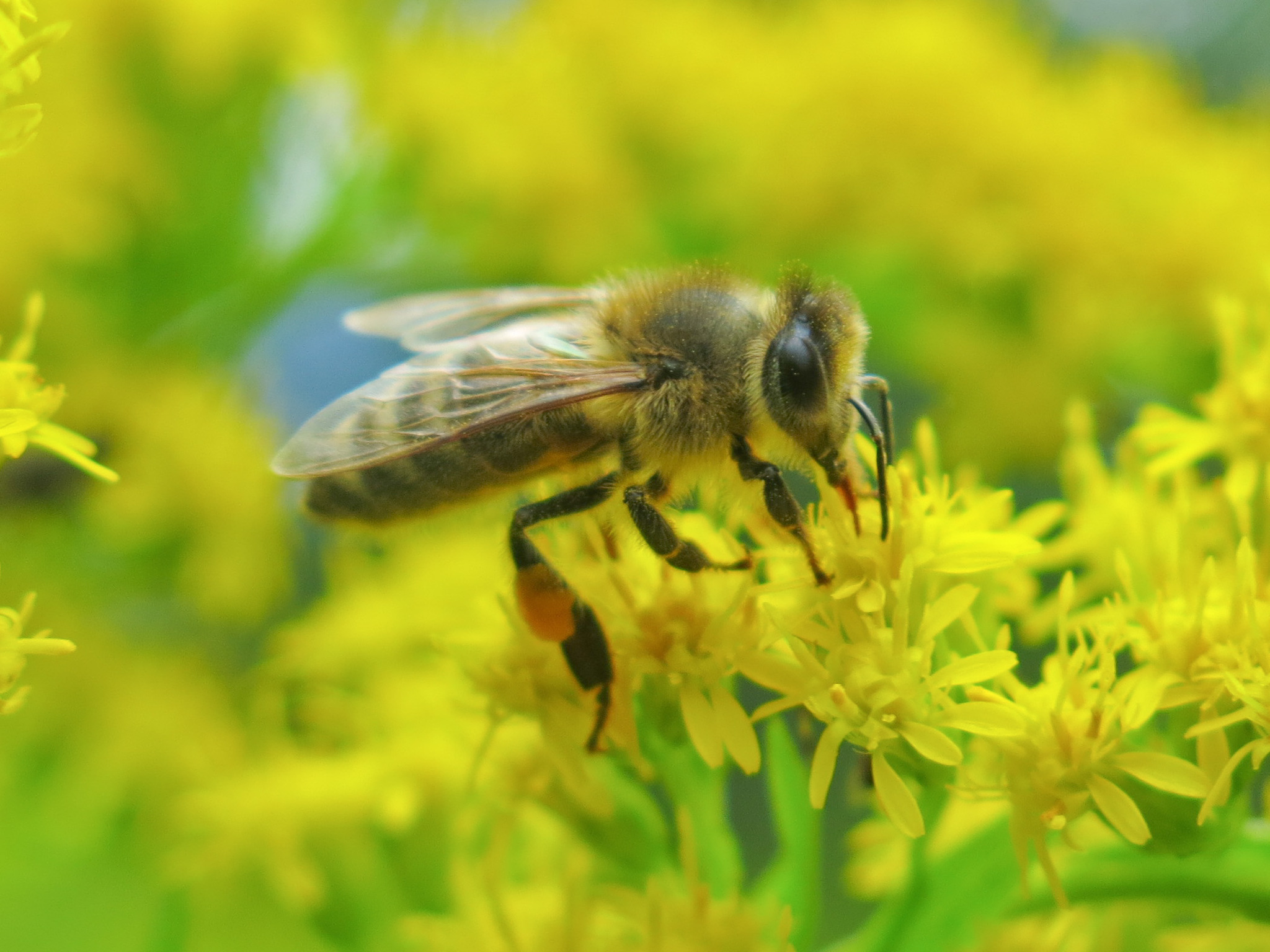 Apis mellifera carnica Pollmann, 1879