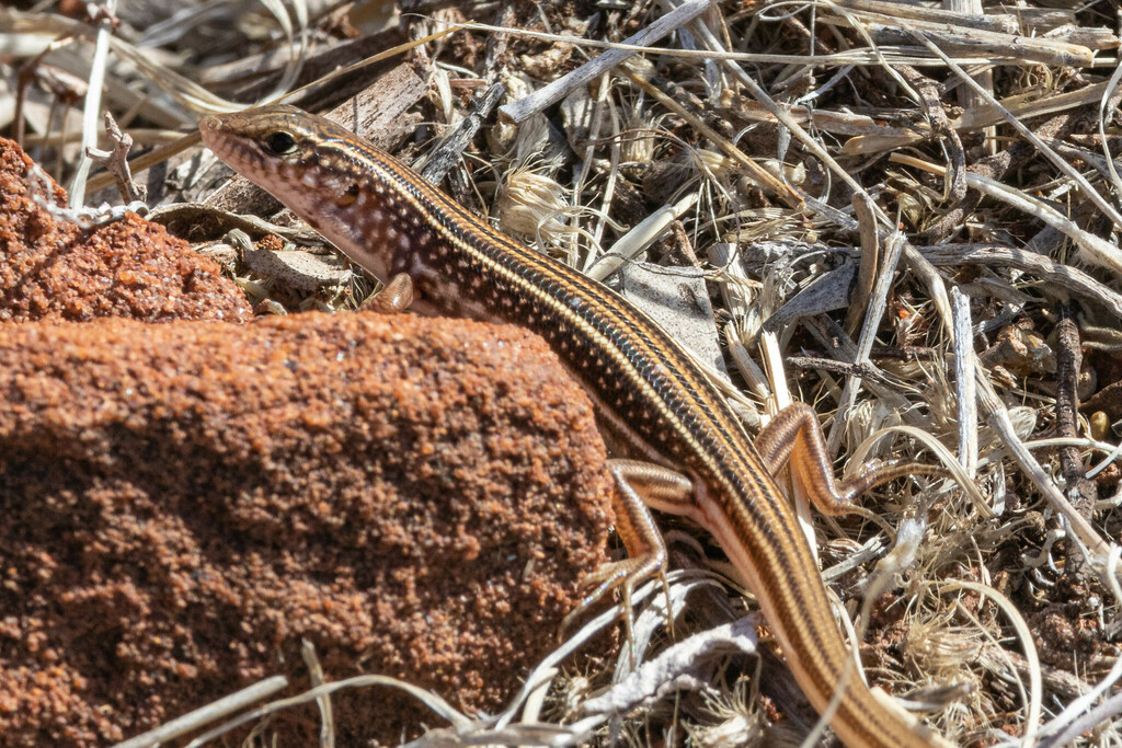 Leonhardi's Ctenotus from Namatjira NT 0872, Australia on August 4 ...