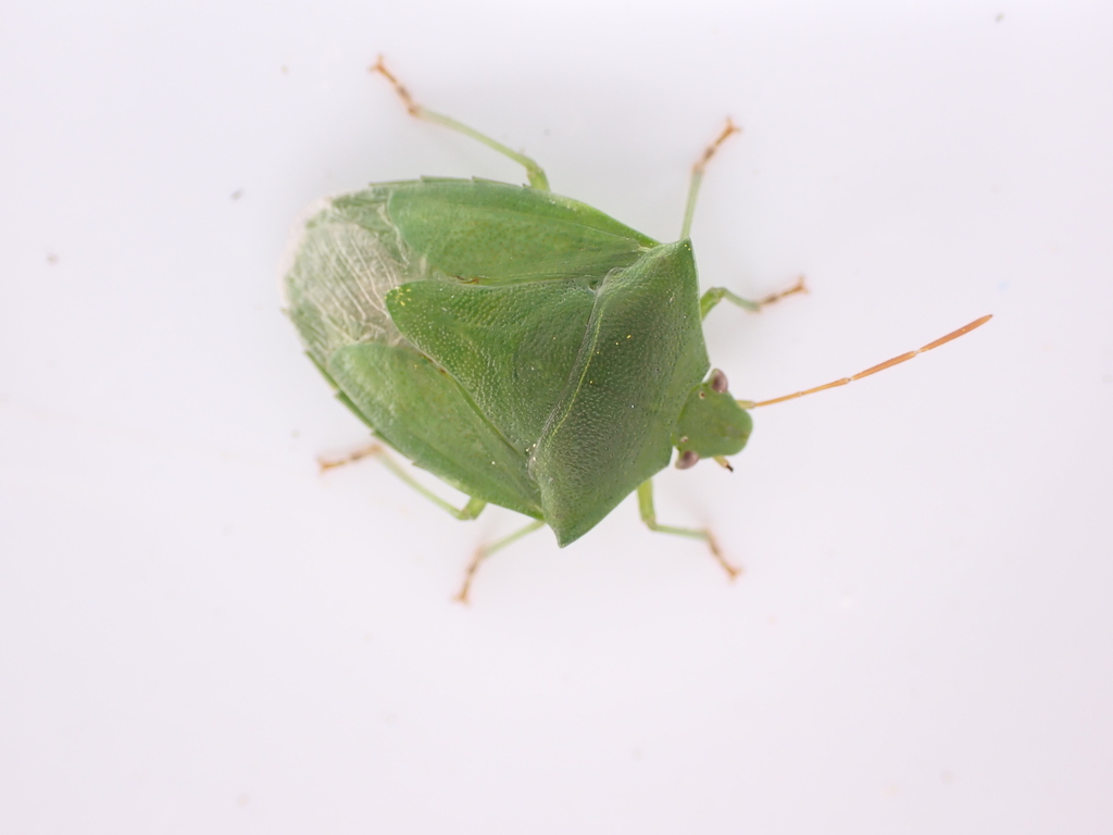 Green potato bug from Waitara, New Zealand on September 16, 2022 at 12: ...