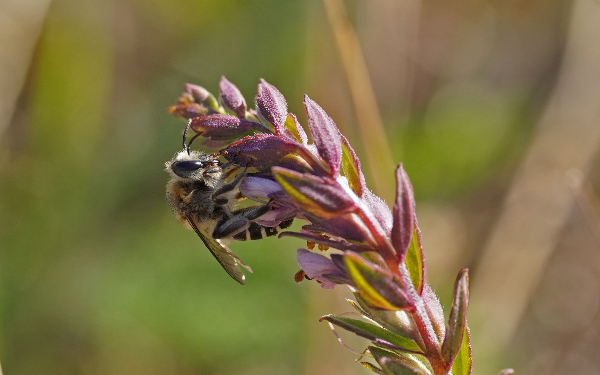 Melitta tricincta Kirby, 1802