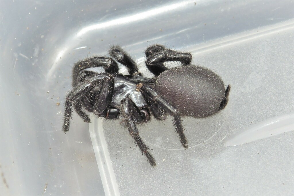 Sutherland's Funnelweb Spider from Wallaga Lake NSW 2546, Australia on ...