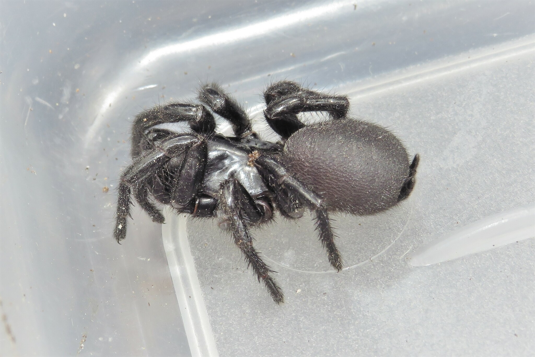 Atrax sutherlandi Gray, 2010