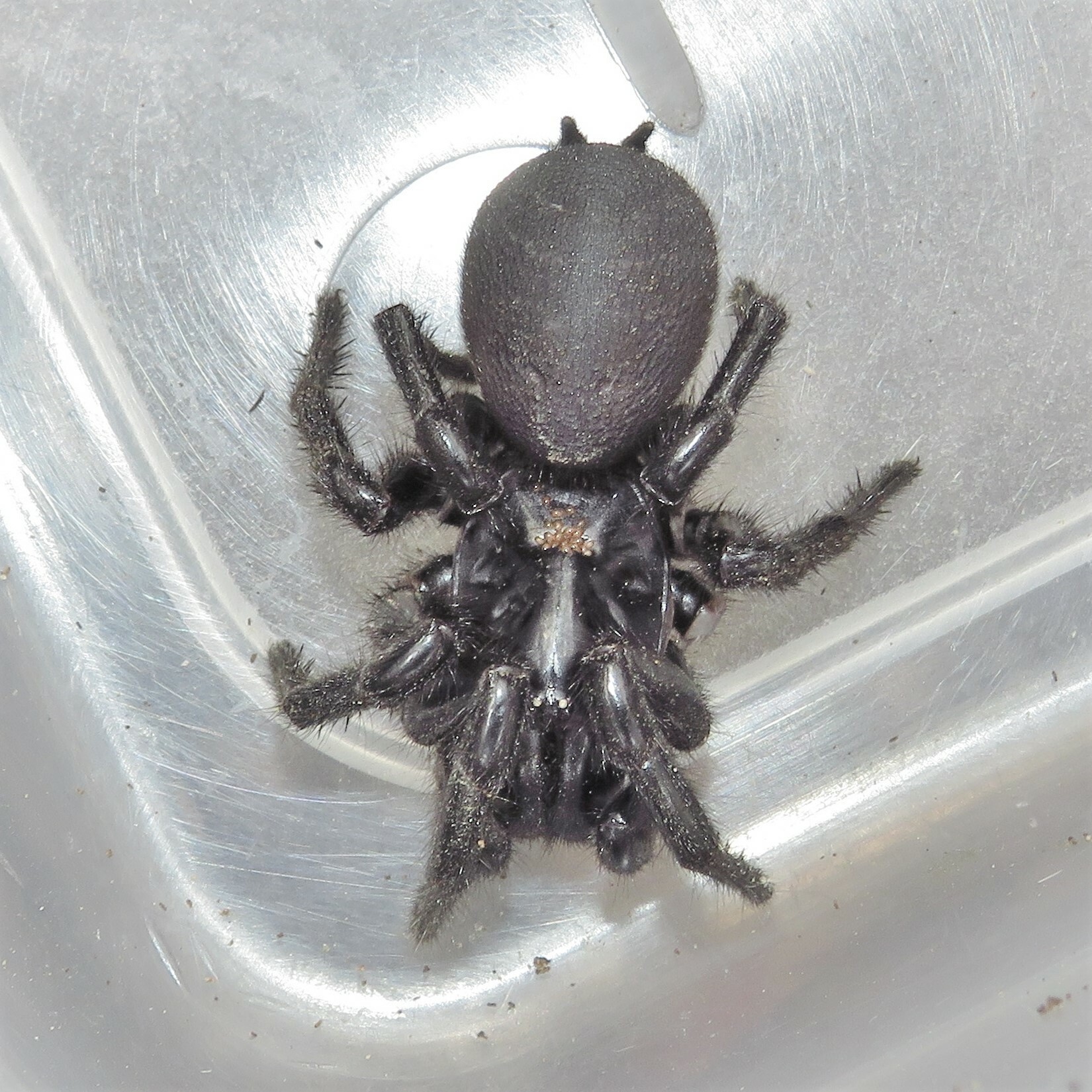 Atrax sutherlandi Gray, 2010