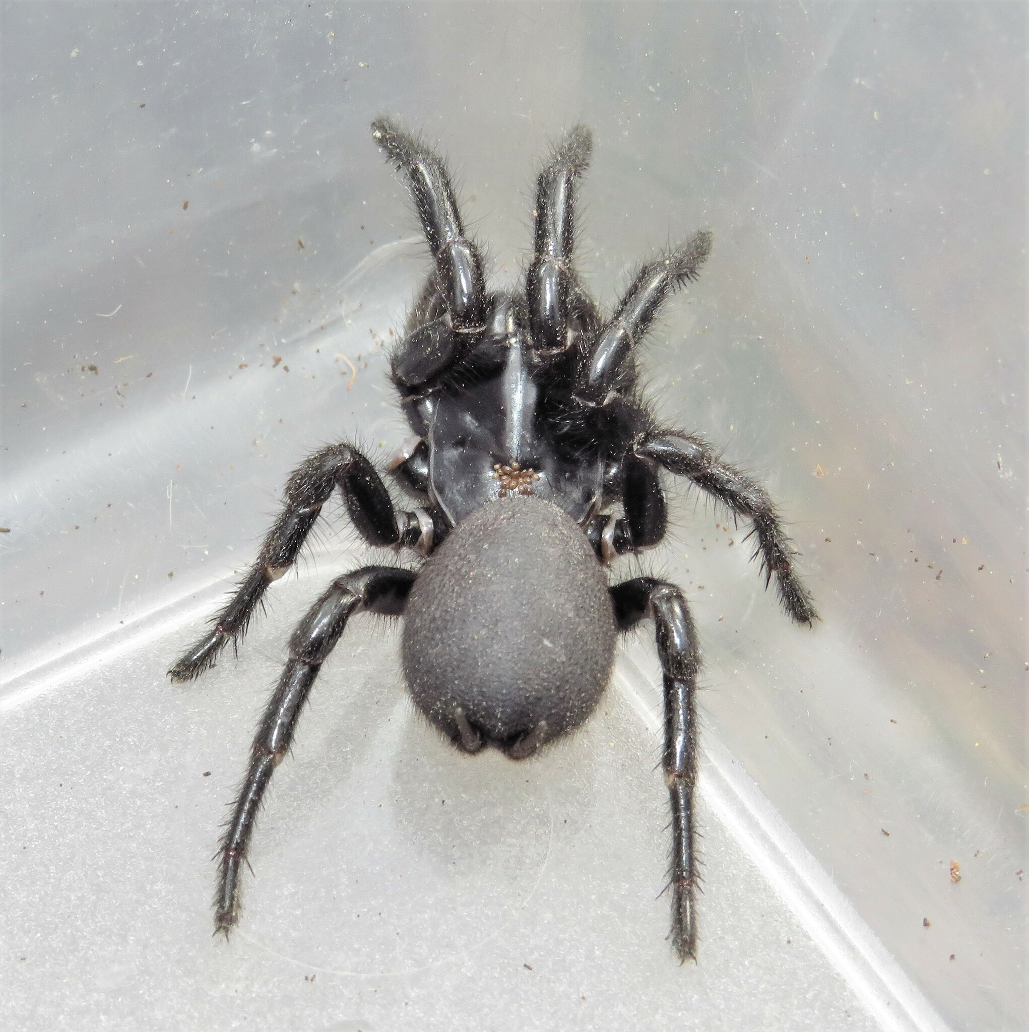 Atrax sutherlandi Gray, 2010