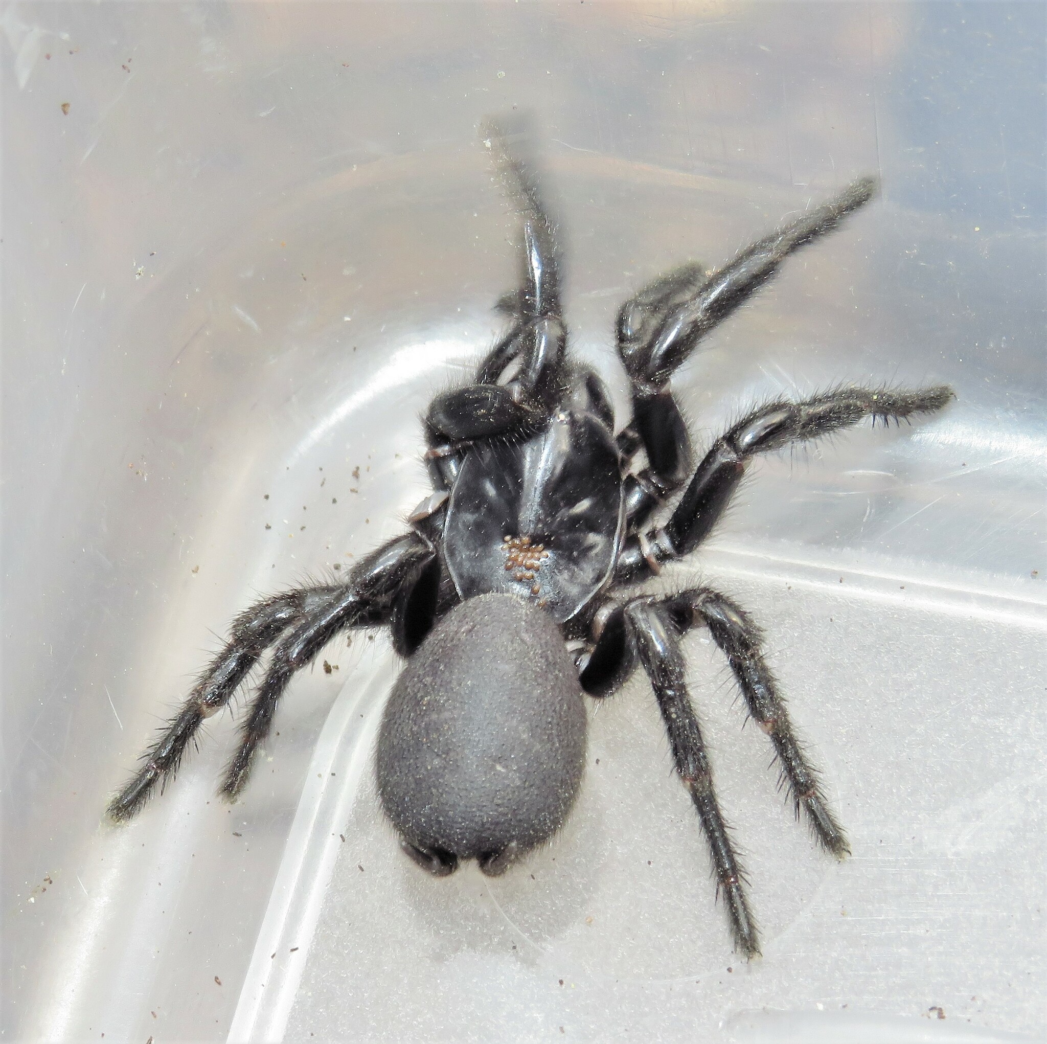 Atrax sutherlandi Gray, 2010