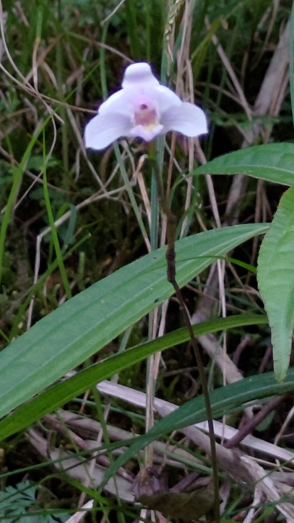 Bletilla formosana from 557台灣南投縣竹山鎮大鞍里 on September 19, 2022 at 04:28 ...