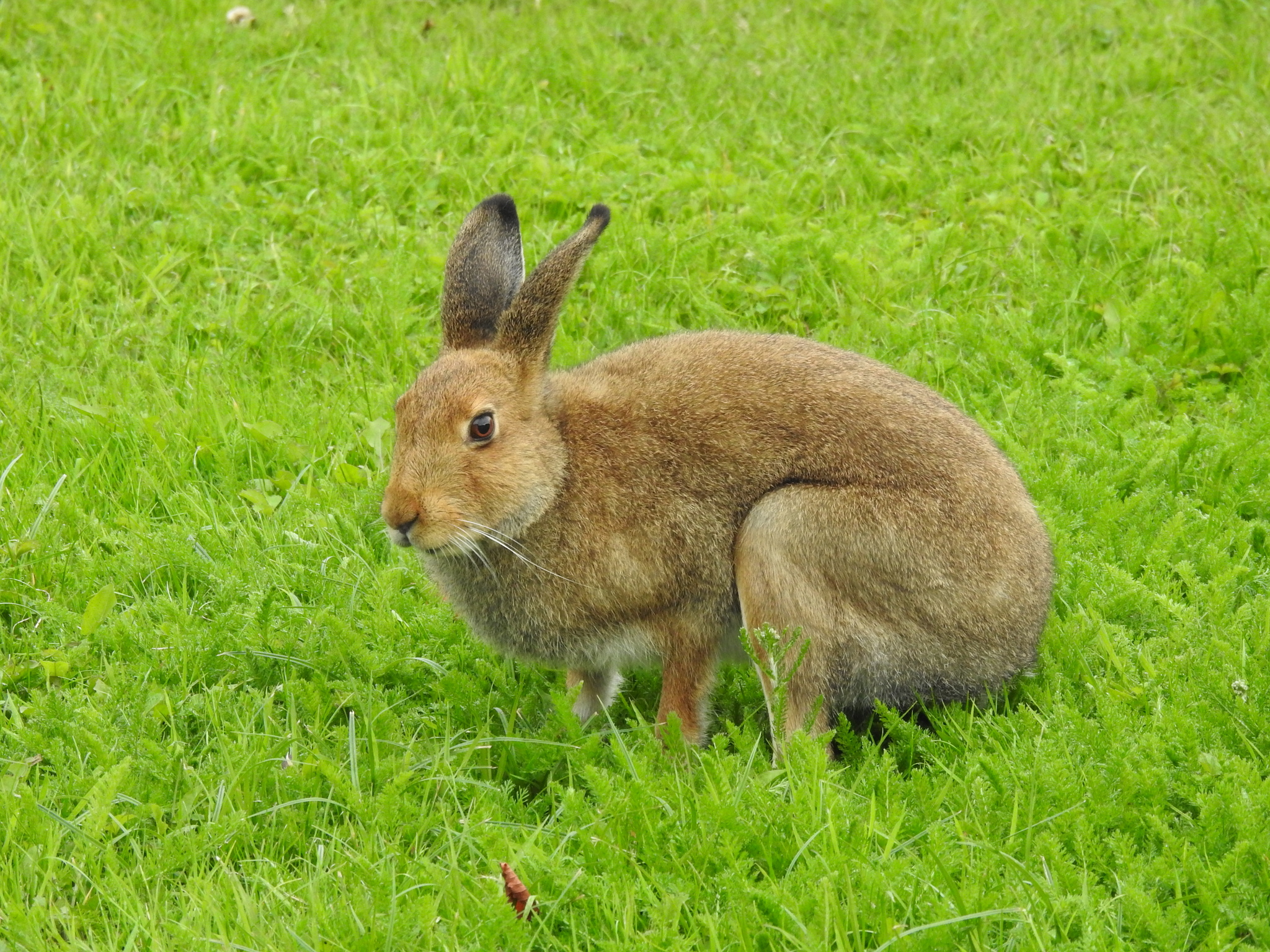 Lepus timidus hibernicus Bell, 1837
