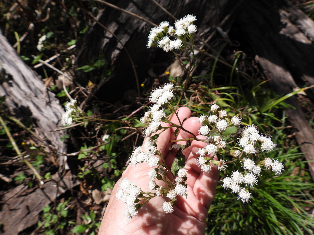 mist flower from Tarome QLD 4309, Australia on September 18, 2022 at 10 ...