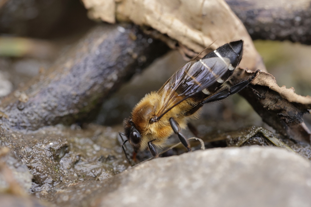Himalayan Giant Honey Bee from Rudraprayag, Uttarakhand, India on June ...