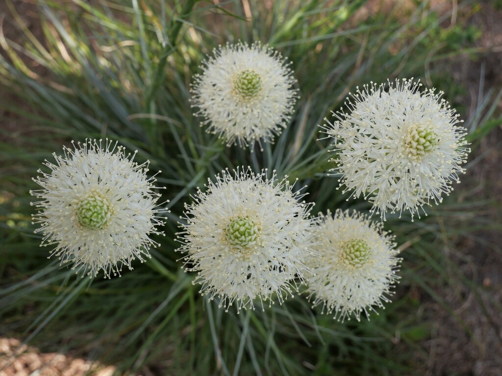 common beargrass from Pierce County, WA, USA on August 02, 2022 at 04: ...